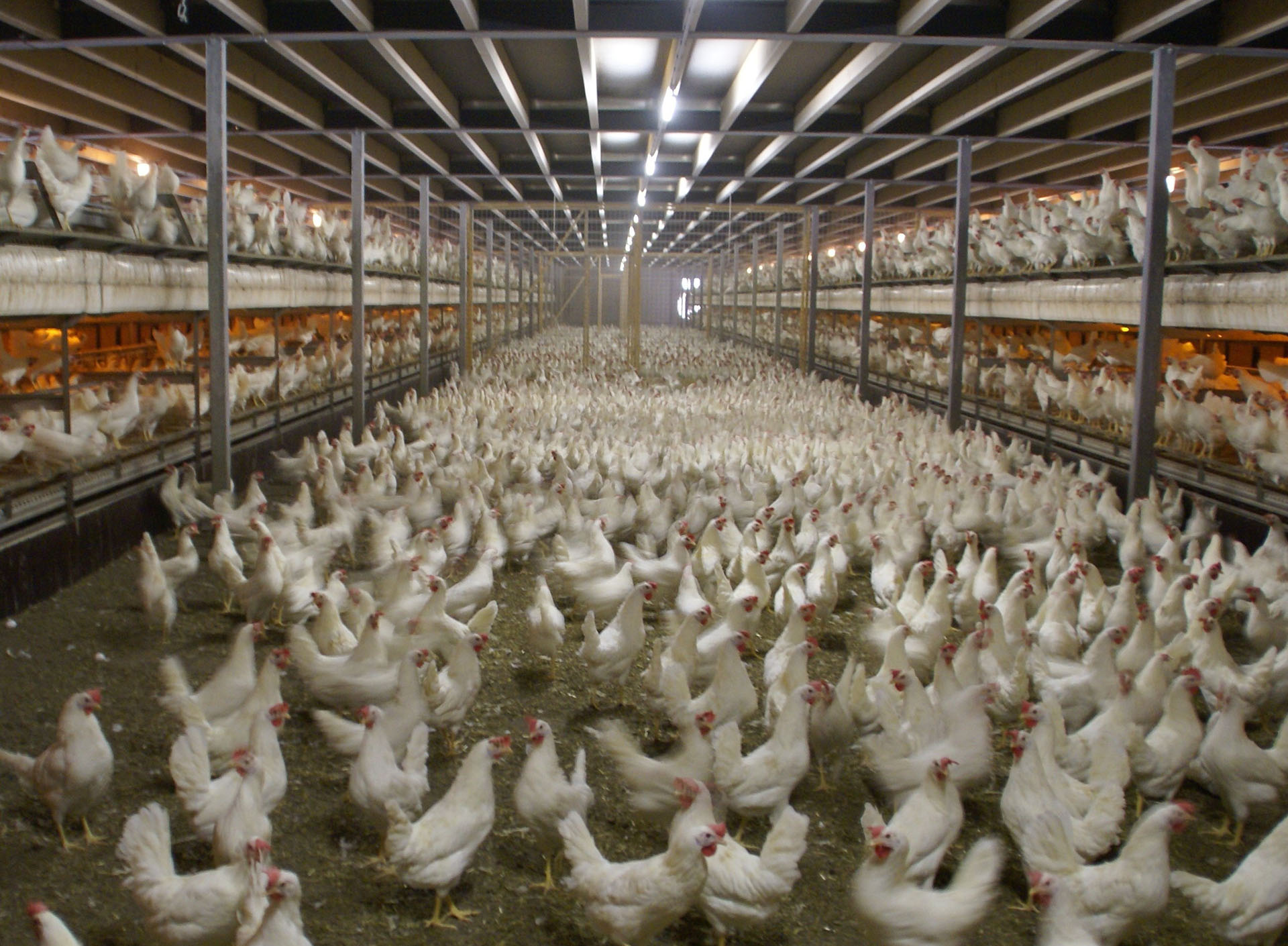 Een plofkip? Hoe zit het nu echt met Nederlandse vleeskuikens?